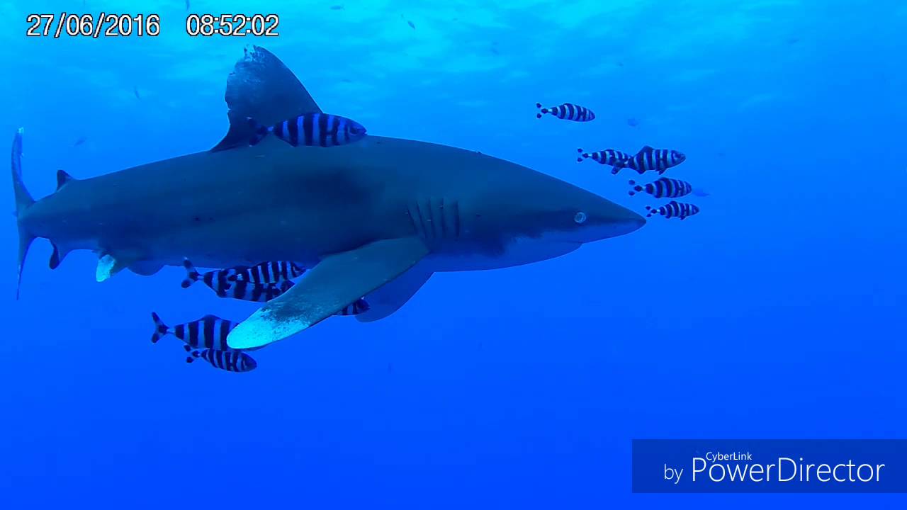 Very curious shark, Elphinstone Reef - YouTube