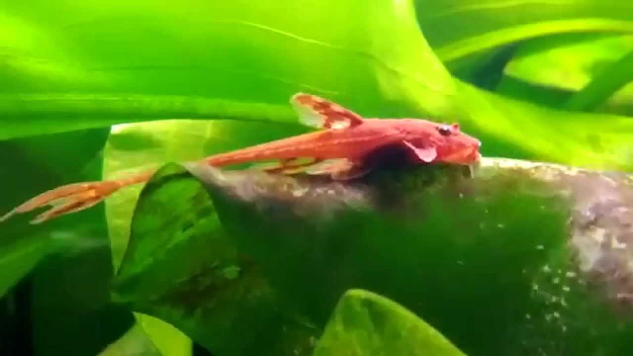 Сом лорикария красная (Red Lizard loricaria) продажа оптом - YouTube