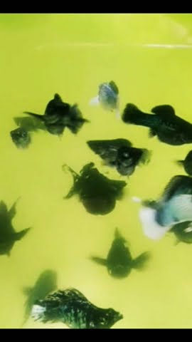 ebm. bkbm ️ #fish #tinyfish #aquariumfish #hobby #fishhobby #mollyfish ...