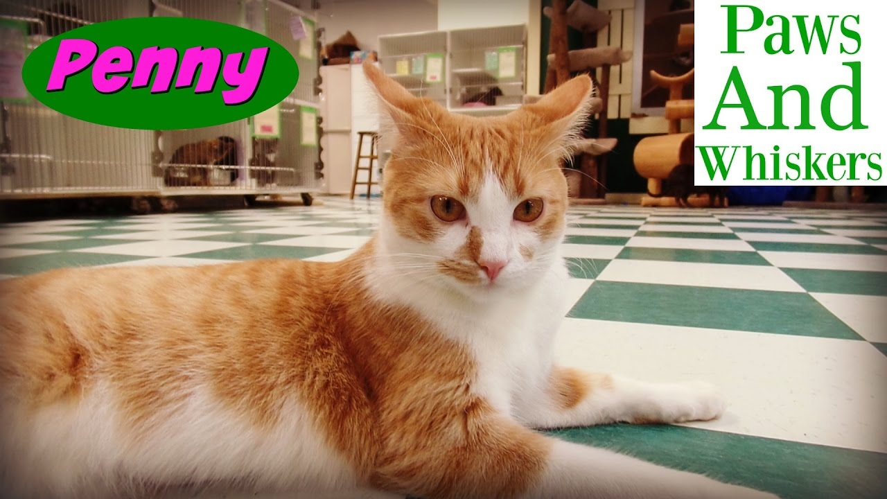 adopted-penny-paws-and-whiskers-youtube