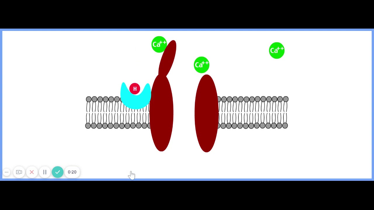 Facilitated diffusion by Channels Proteins Animation - YouTube
