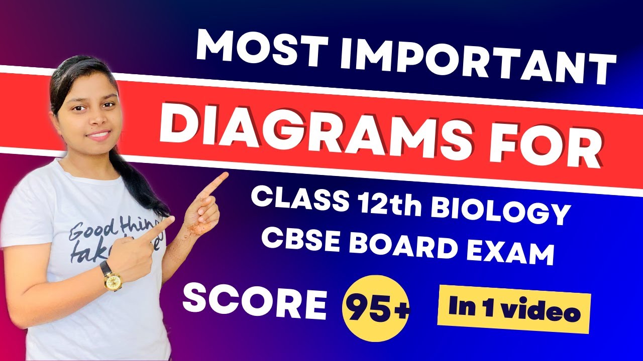 Biology Class 12 Most Important Diagrams for CBSE Board Exam ...