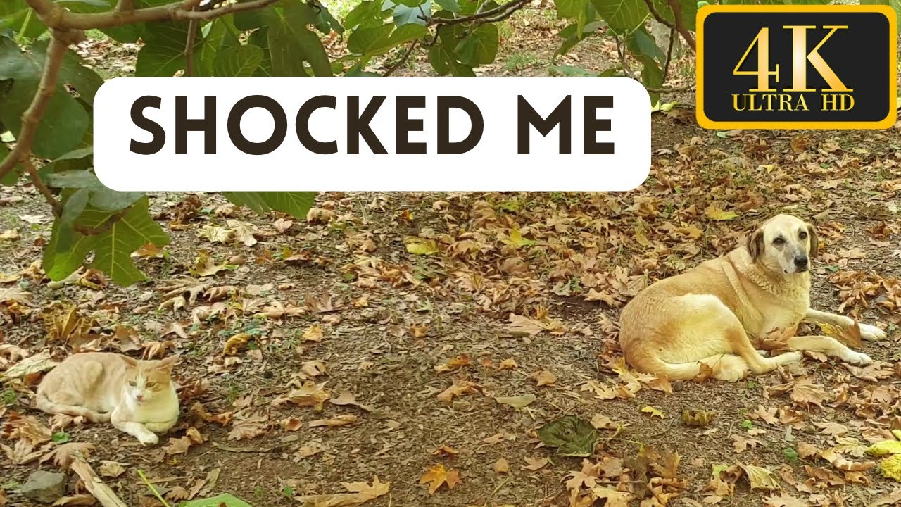 Animals Asking for Food - Dog Asking for Food - Cat Asking for Food ...