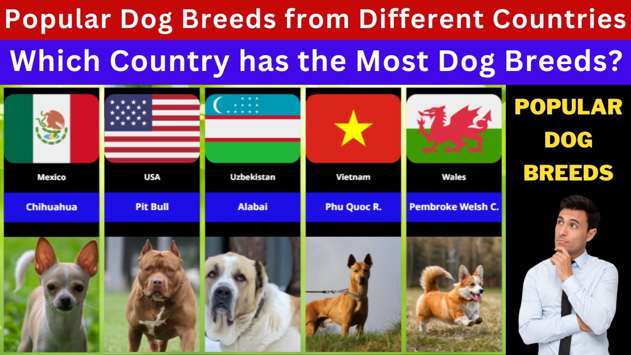 Popular Dog Breeds from Different Countries | Which Country has the ...