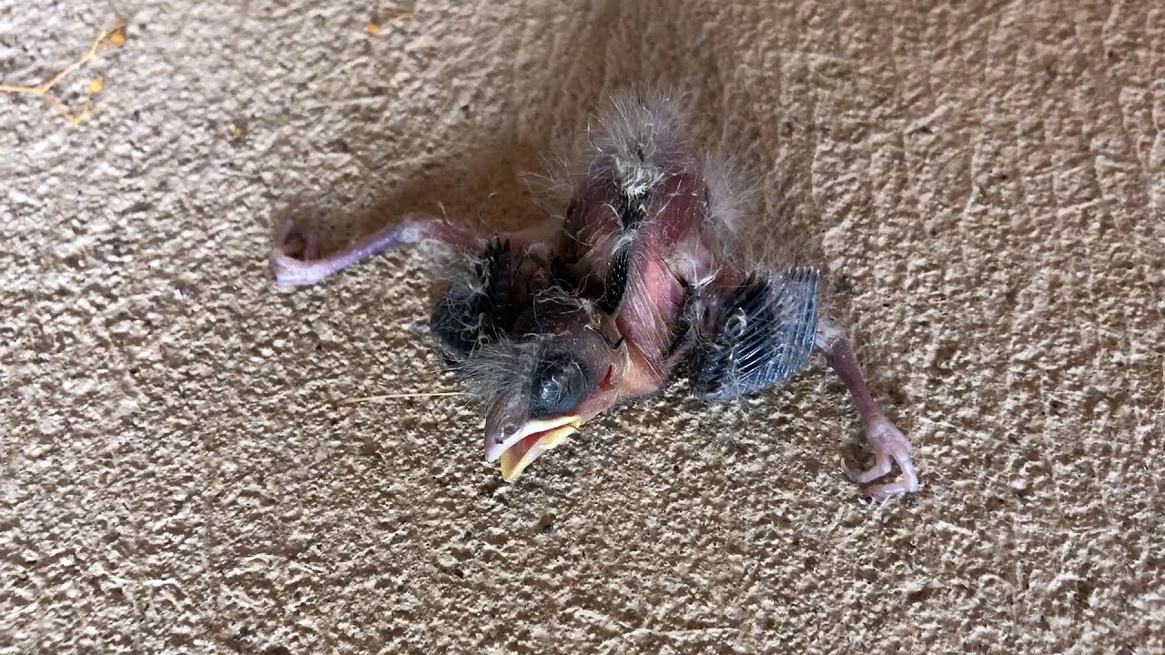 July 26th, 2023: Baby Bird on the ground after falling out of nest ...