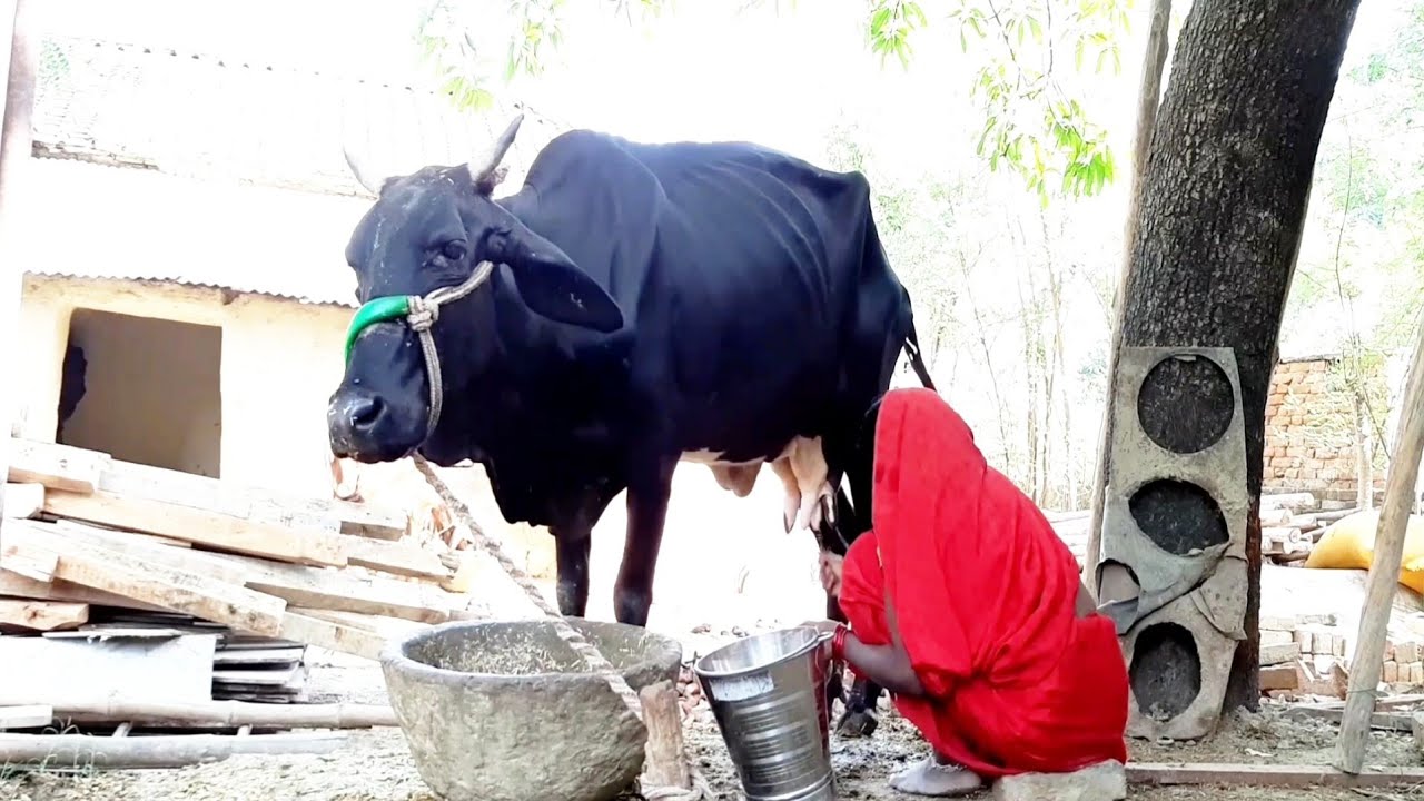 How to get cow making milk fresh milk in village - YouTube