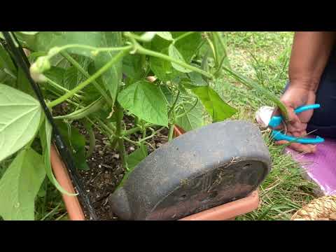 When To Harvest Contender Bush Beans