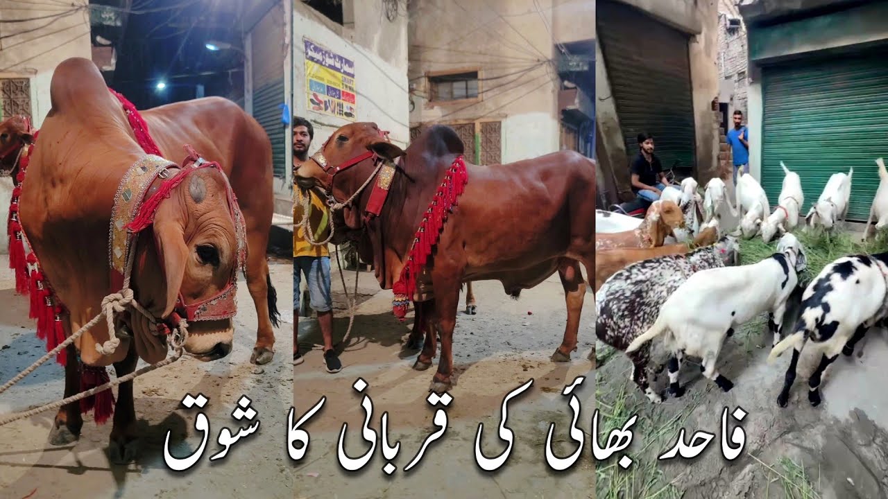 11 Beautiful goats and 2 cows of Fahad Gujjar for Qurbani 2025 Lahore ...