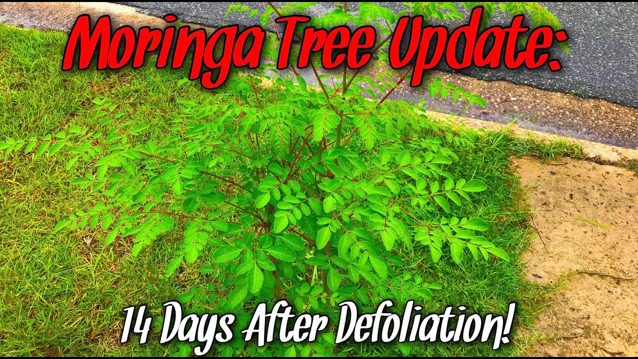 Moringa Tree Update | 2 Weeks After Pruning! - YouTube