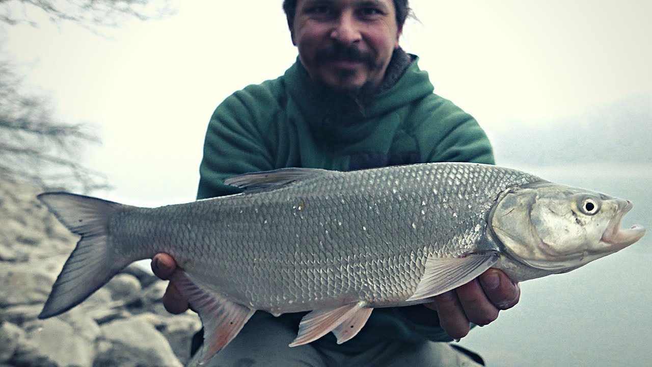 One Good ASP fishing in the FOG - YouTube