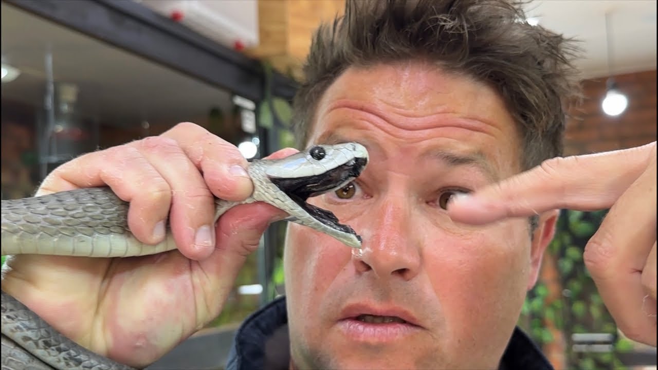 DINGO DINKELMAN is going live! - YouTube