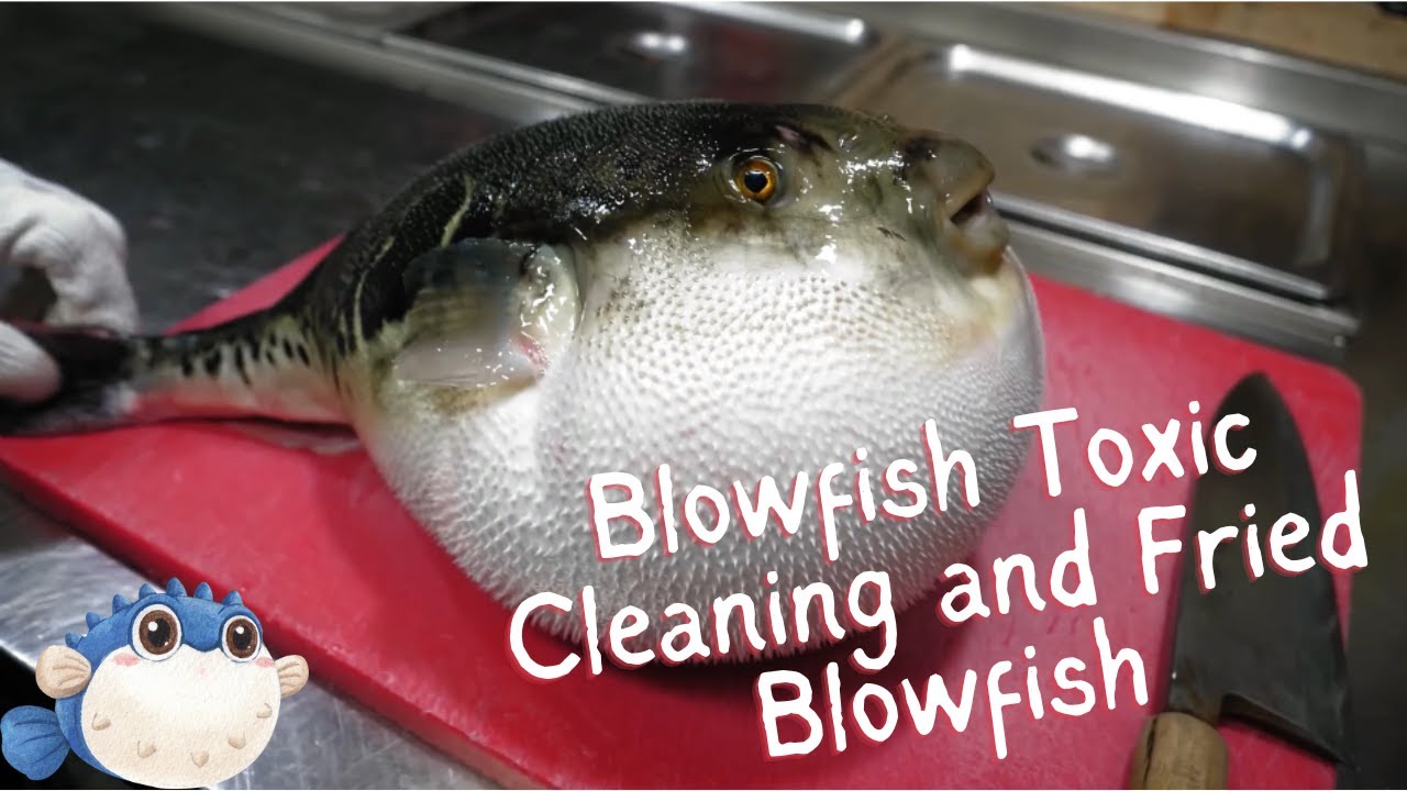 Amazing Skills of Blowfish Toxic Cleaning and Fried Blowfish - Korean ...