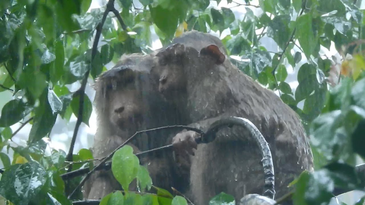Libby & Joyce hug each other to protect Rainbow from big rain drop on ...