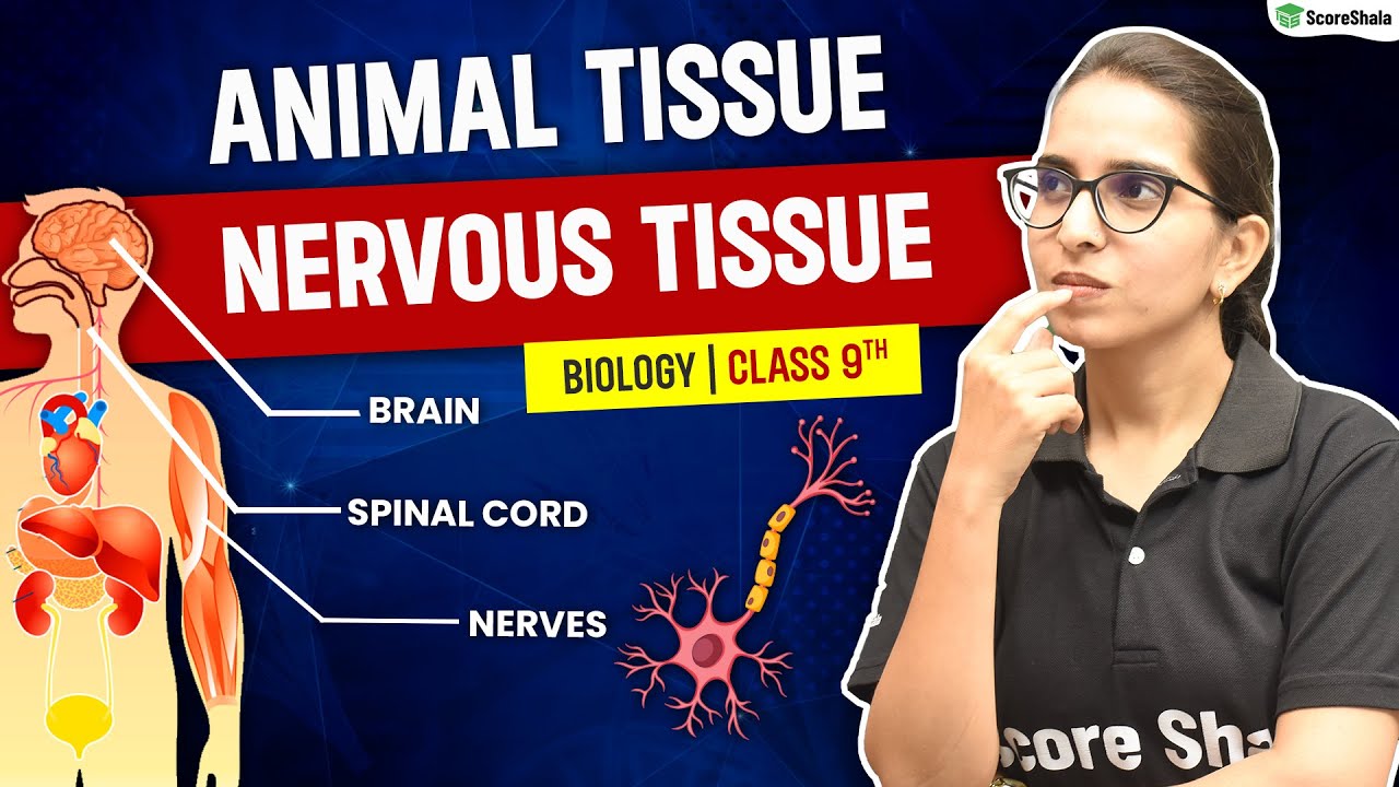 Animal Tissue : Nervous Tissue | Tissues Class 9 - Biology Chapter 6 ...