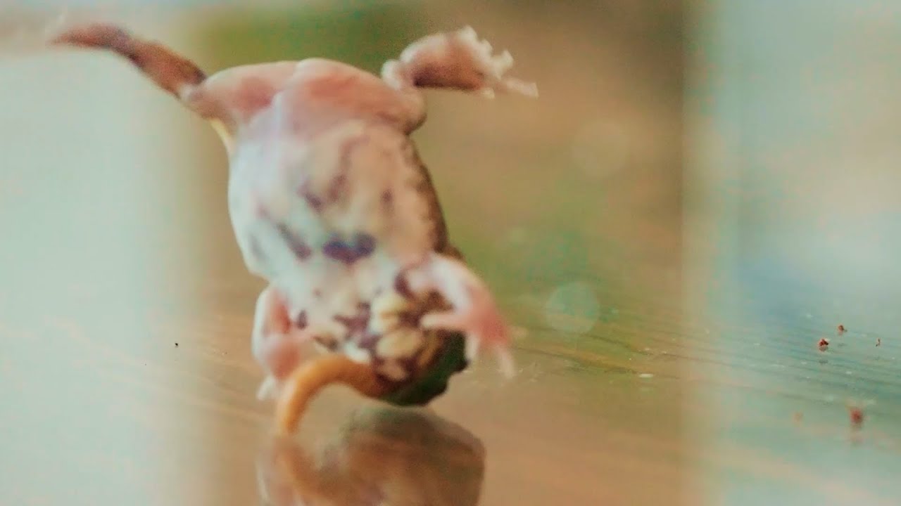 激しく逆立ちするチャコガエル #frog #dance #breakdance - YouTube