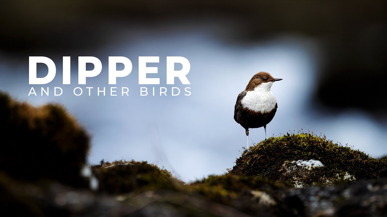 Photographing the Dipper | Bird Photography at 800mm | Hardanger - YouTube