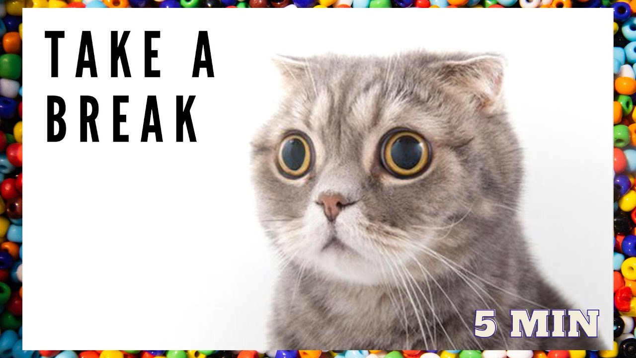 Exciting Cat and Dog Compilation #17 - Best Fun Animal Videos 2022 ...