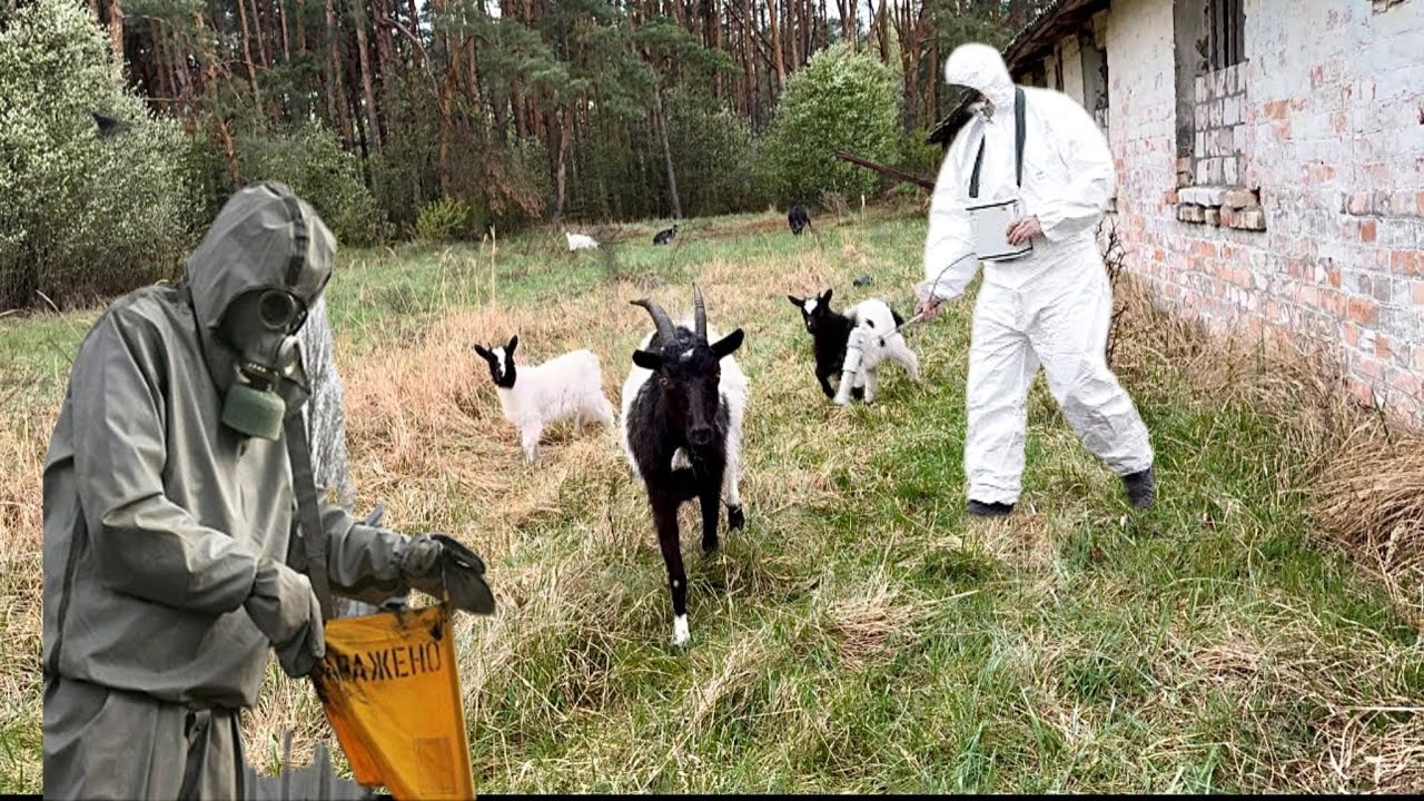 Danger in the Chernobyl Zone: Wild Goats Running Loose and Attacking ...