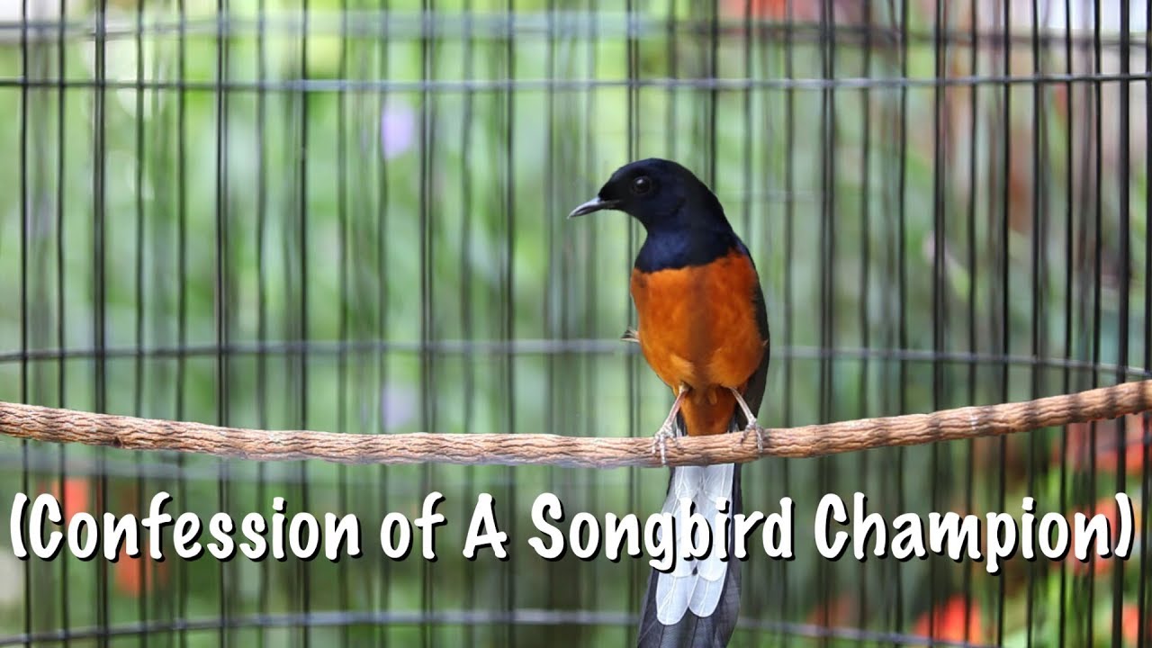 Confession of Indonesian Songbird Champion ( Magpie Stone Bird ) - YouTube