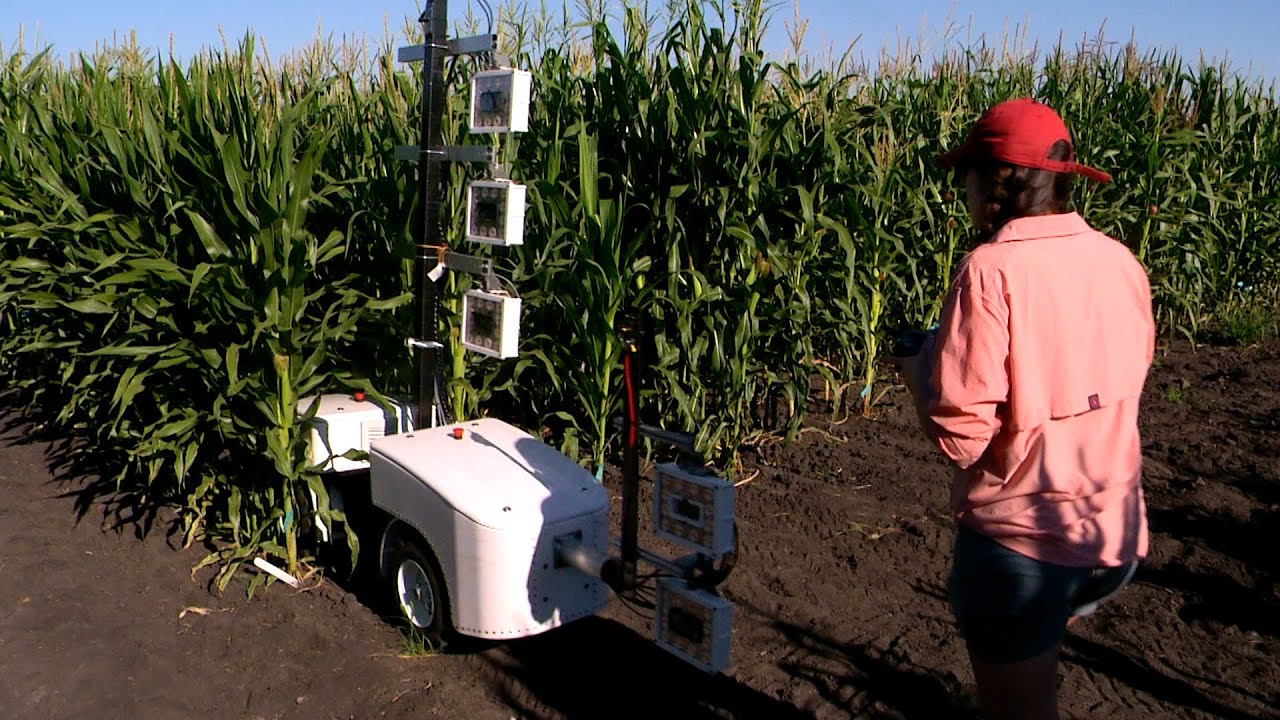 Iowa State robot studying corn development in fields - YouTube