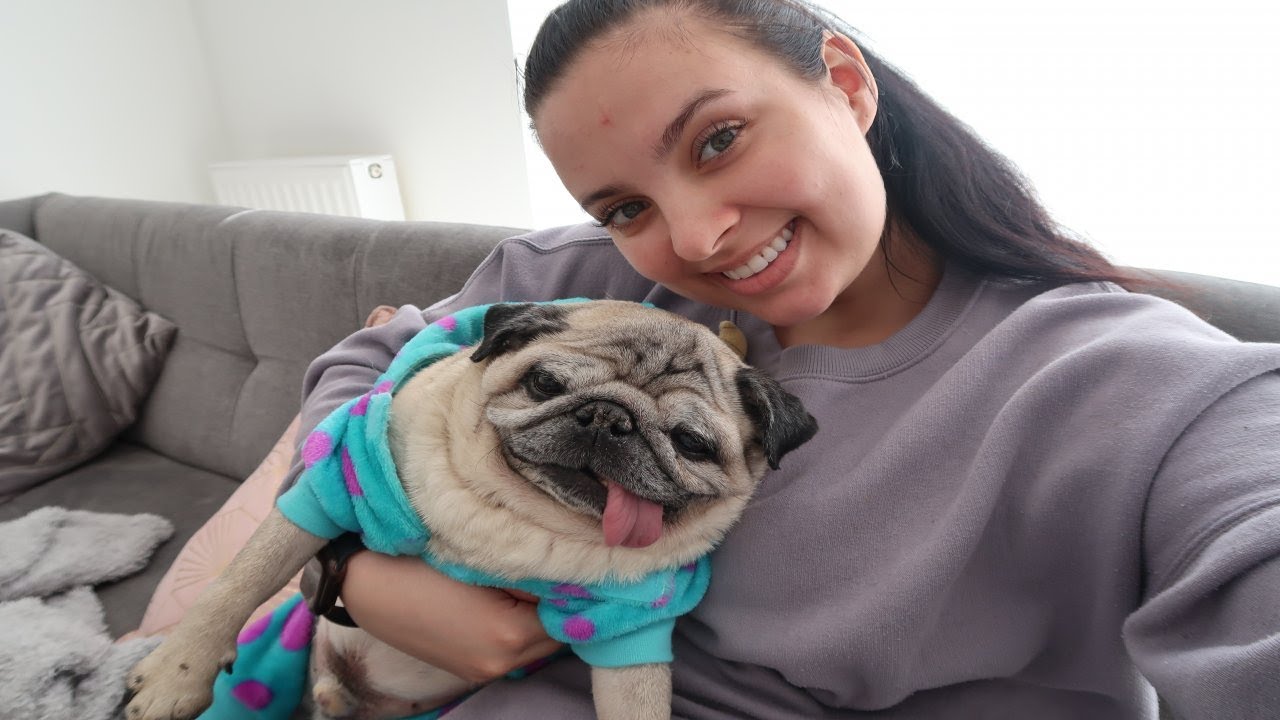 Babysitting a grumpy pug | disabled pug - YouTube