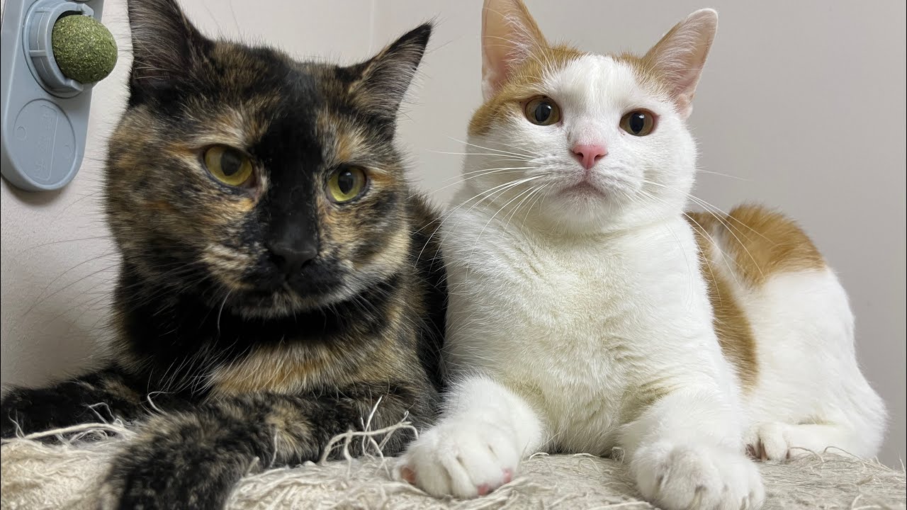 20 sweet cats winter Sunday live stream - YouTube