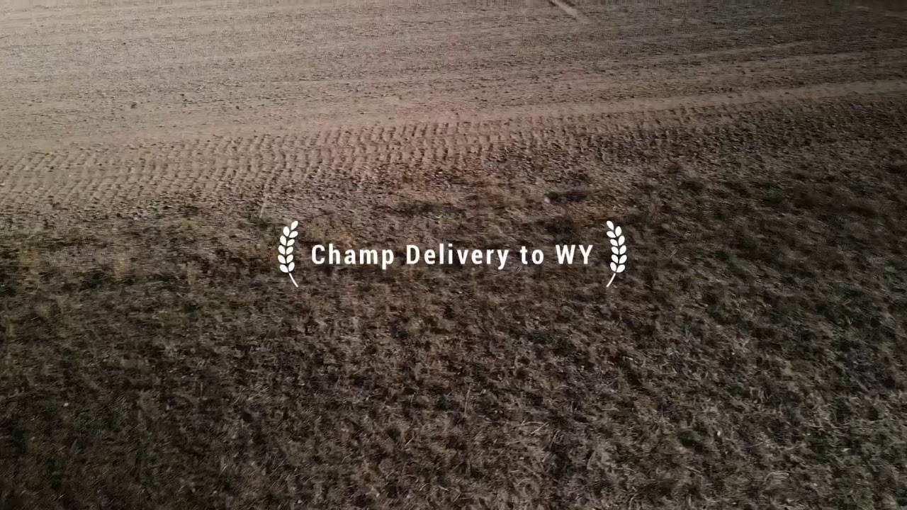 Champ Flight - YouTube