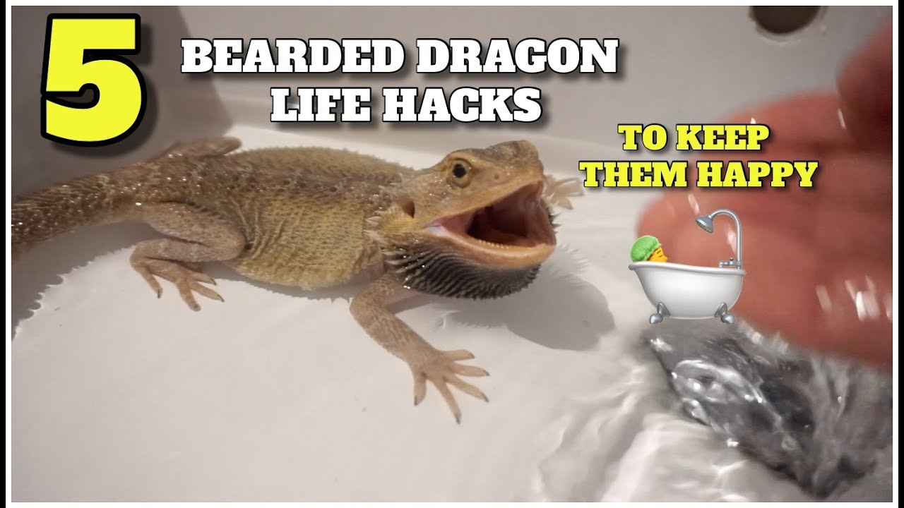 5 Bearded Dragon Life Hacks That Will Help You Keep Your Dragon Happy ...
