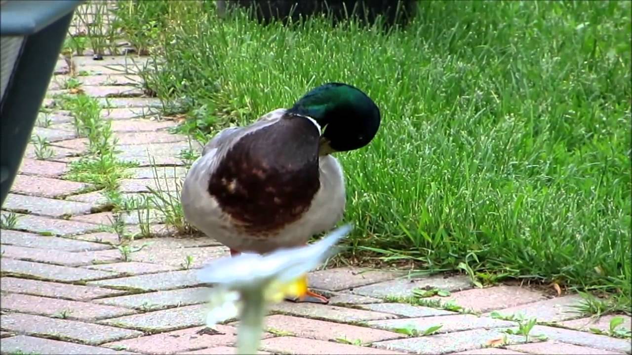 disappointed duck - YouTube