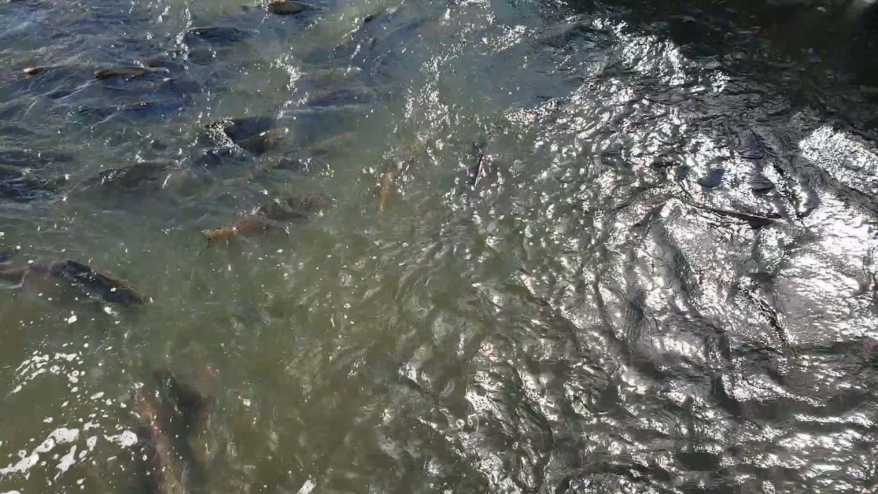 nimbus fish hatchery is open! - YouTube