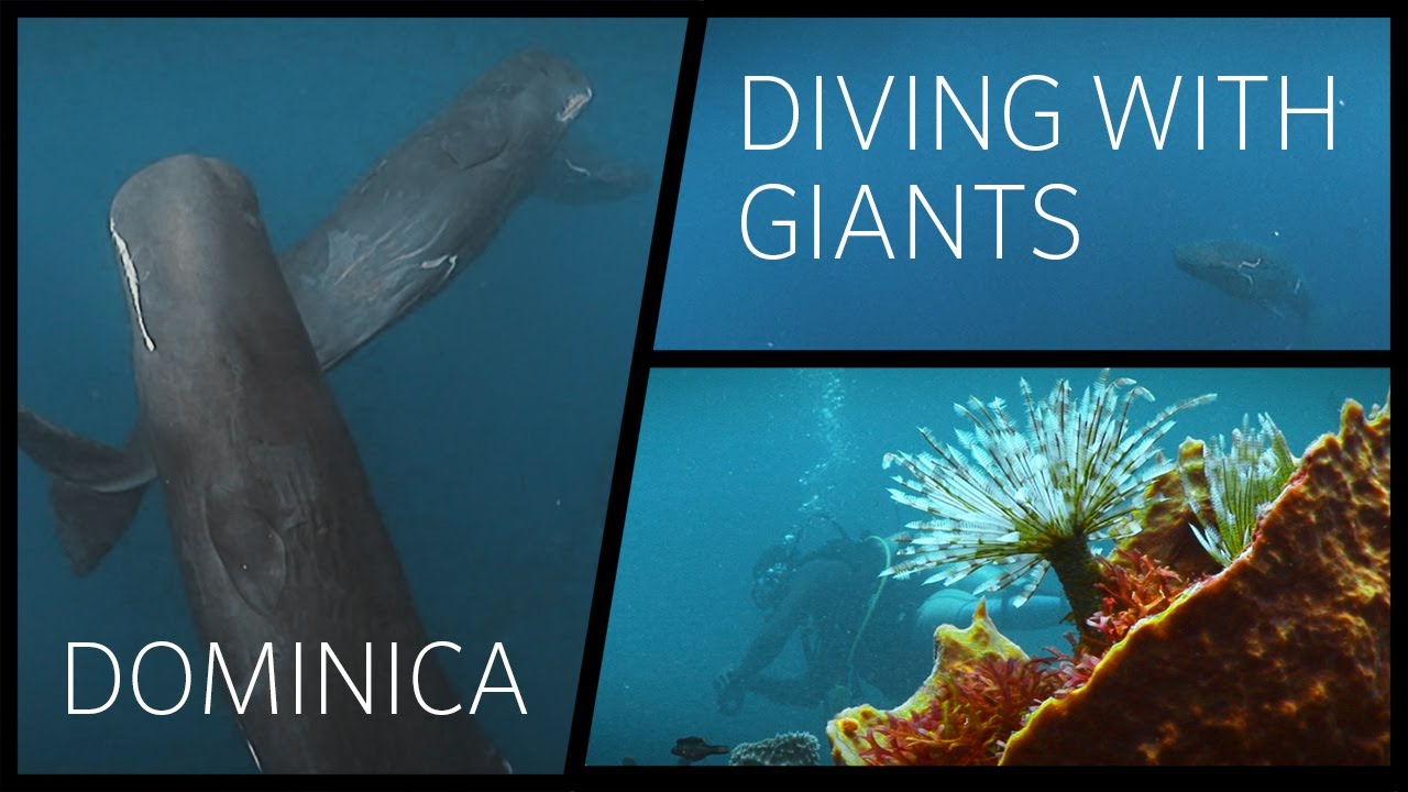 Dominica - OCEANS Diving Destinations e004 - YouTube