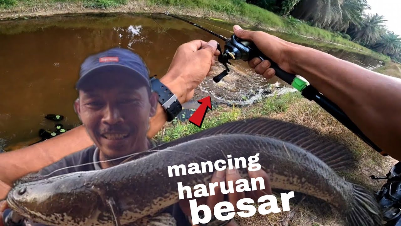 mancing haruan besar || casting haruan || soft plastick pink padu ...
