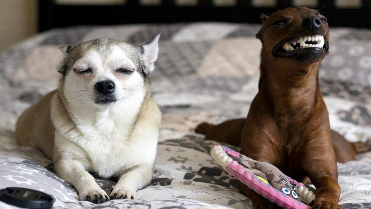 Pets That Will Make You Laugh In 10 Seconds - YouTube