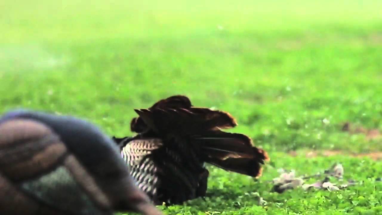 Turkey head shot, up close and personal! - YouTube