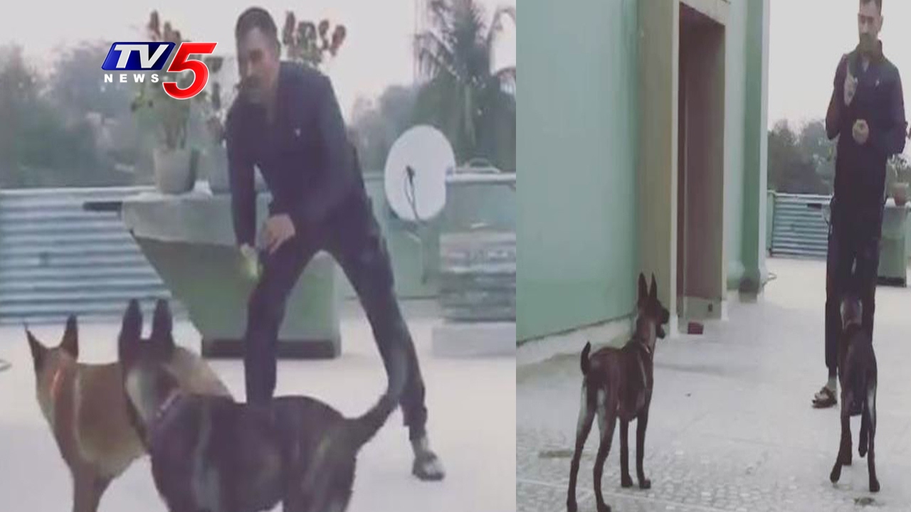 Lovable Video Of MS Dhoni Playing With His Dogs | Latest video of Ms ...