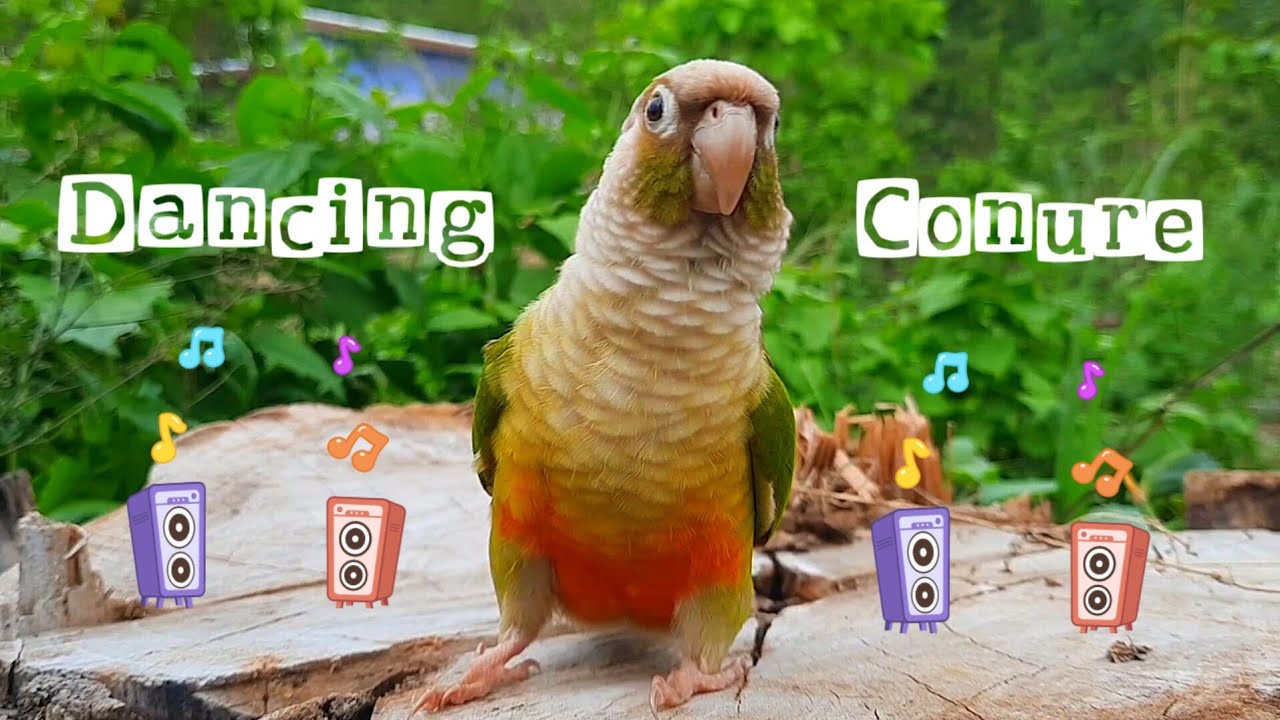 Dancing Birds - Green cheek conure My bird dances every morning - YouTube
