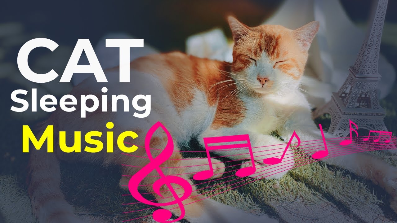 Peaceful Piano Music with Cat Purring Sounds | Cat Meditation - YouTube