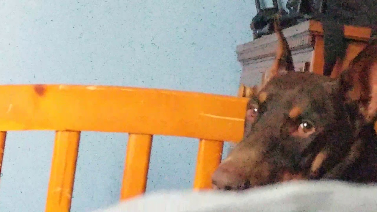 Just Thor Chilling - YouTube