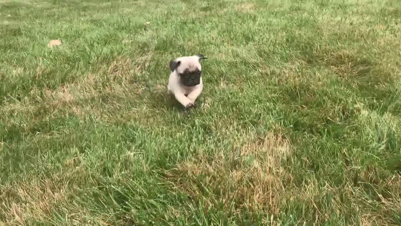 Jackson Pug Puppy for Sale - YouTube