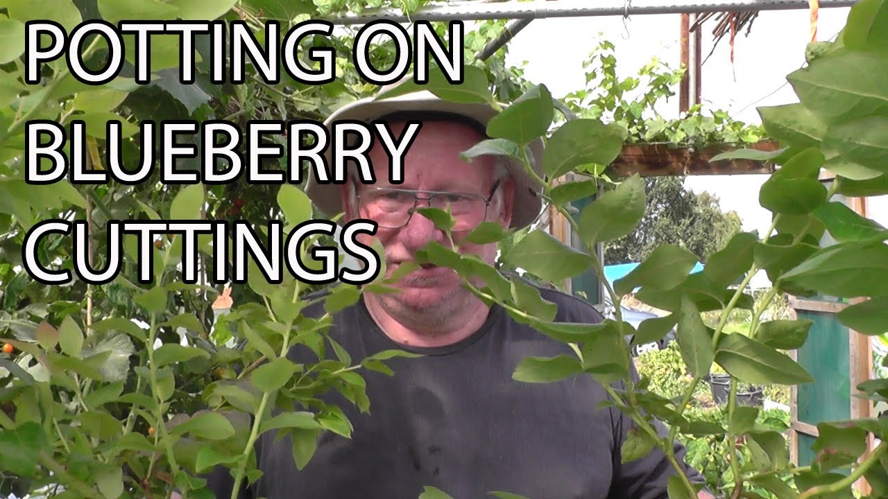 Blueberry - Potting Up the Cuttings - YouTube