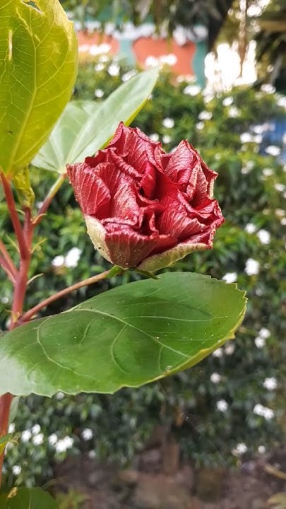 Red Java Flower ||Full Screen ||WhatsApp Status ||Bonita song Status ...