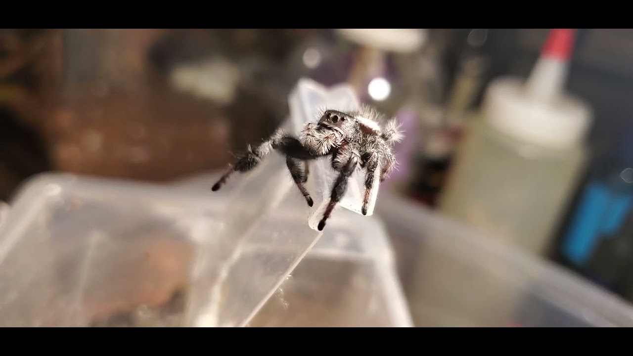 Jumping spider arm waving - YouTube