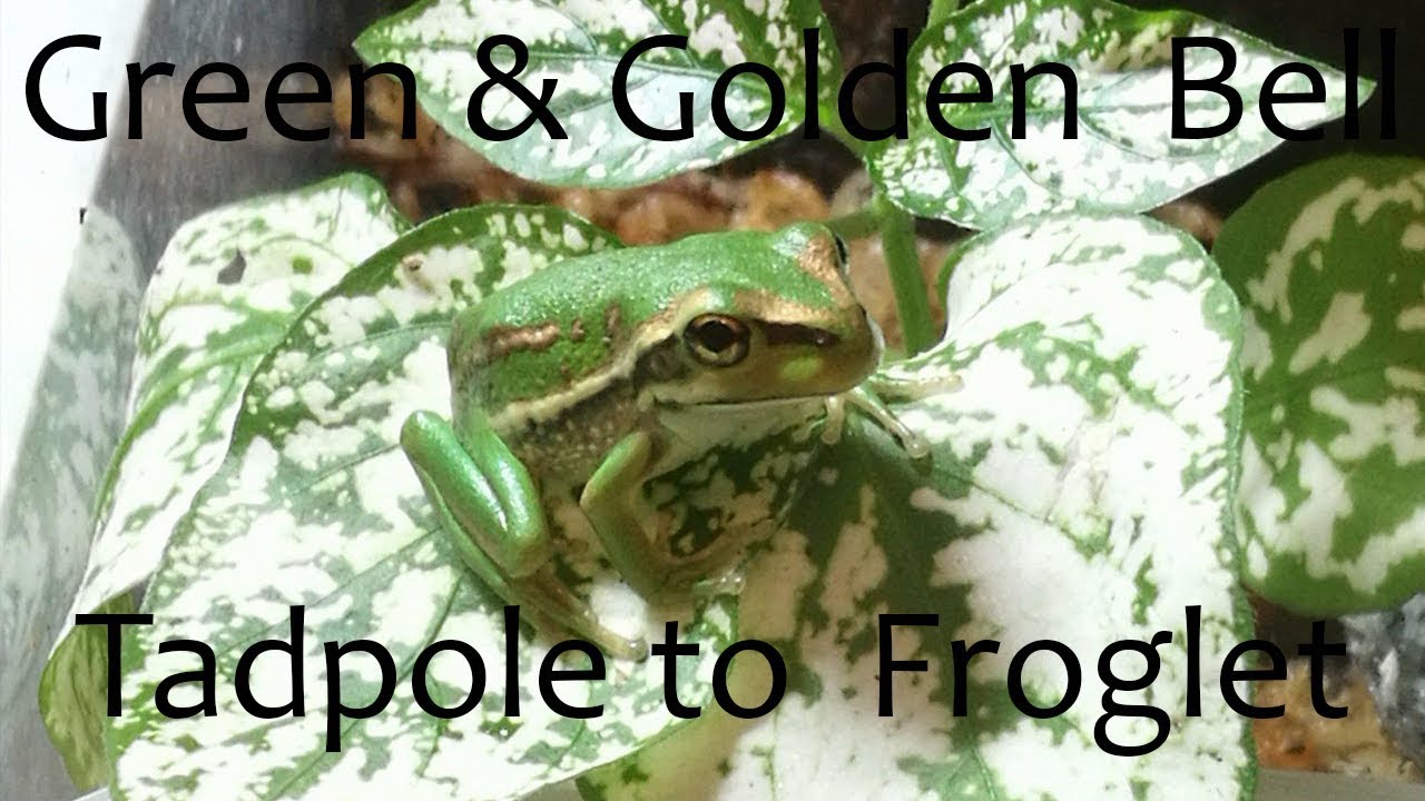 Green & Golden Bell Frog Tadpole to Froglet! - YouTube