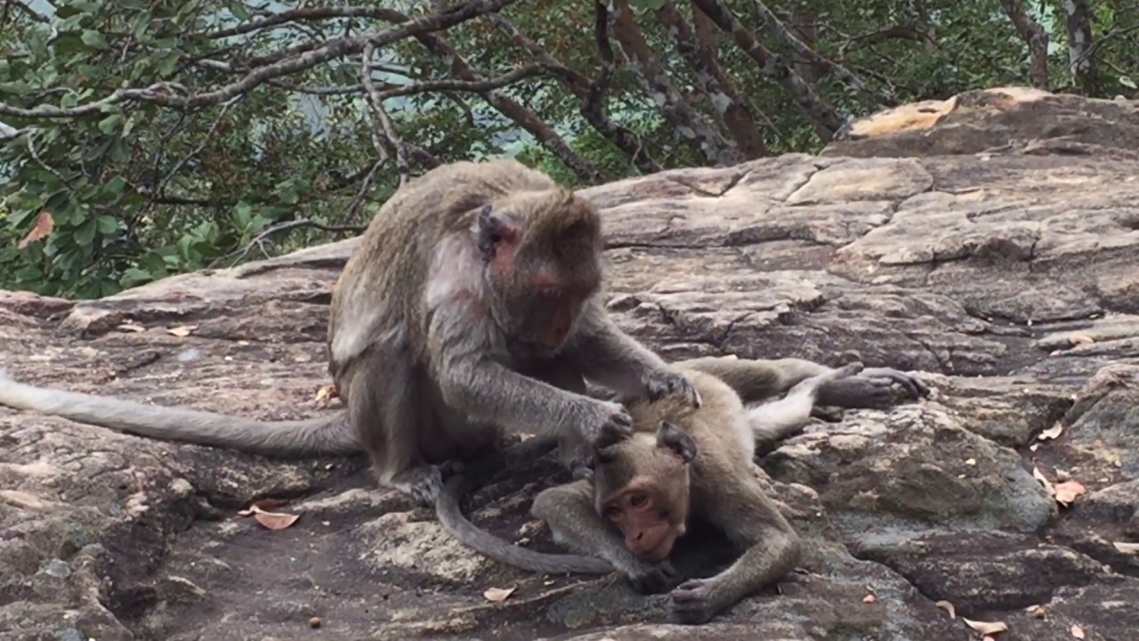 Mother and Father Monkey so Lovly ! - YouTube