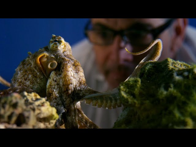 Octopus People
