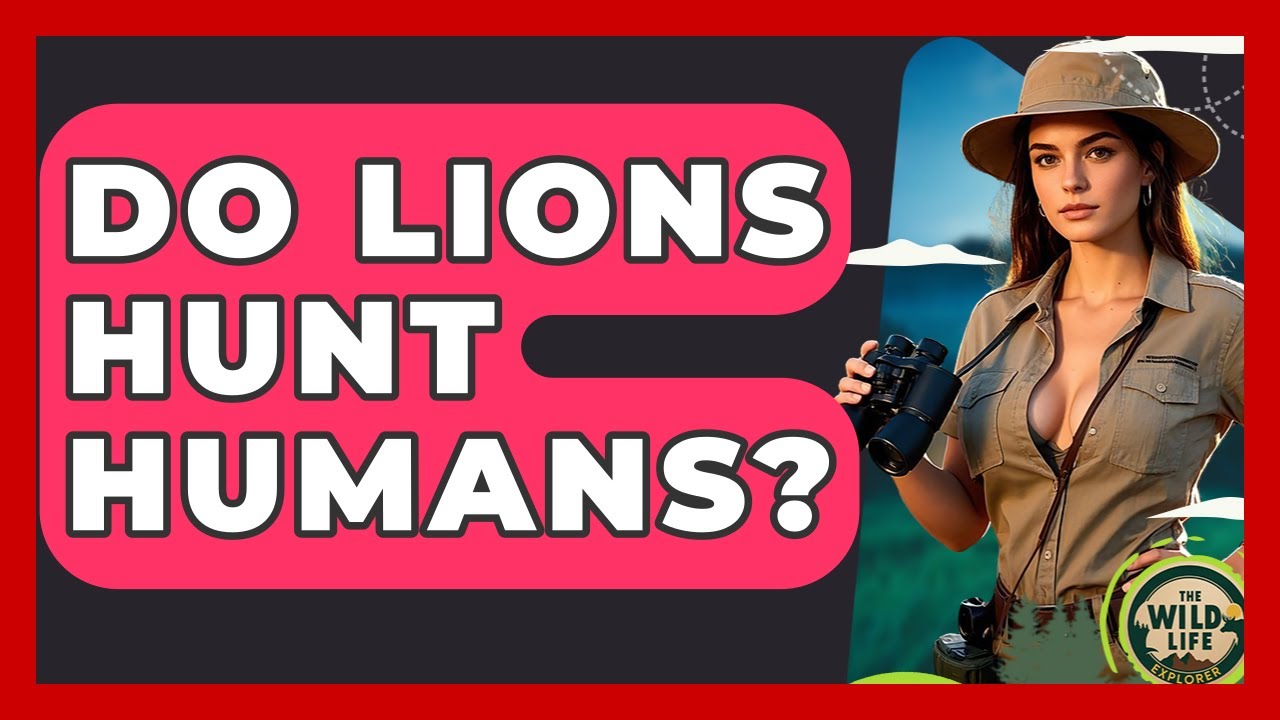 Do Lions Hunt Humans? - The Wild Life Explorer - YouTube