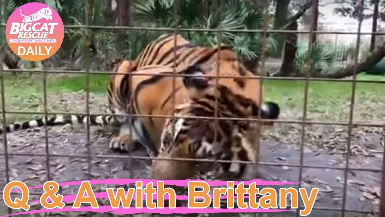 It’s snack time for Kimba, Max and Simba Tiger!! 12 3 2019 - YouTube