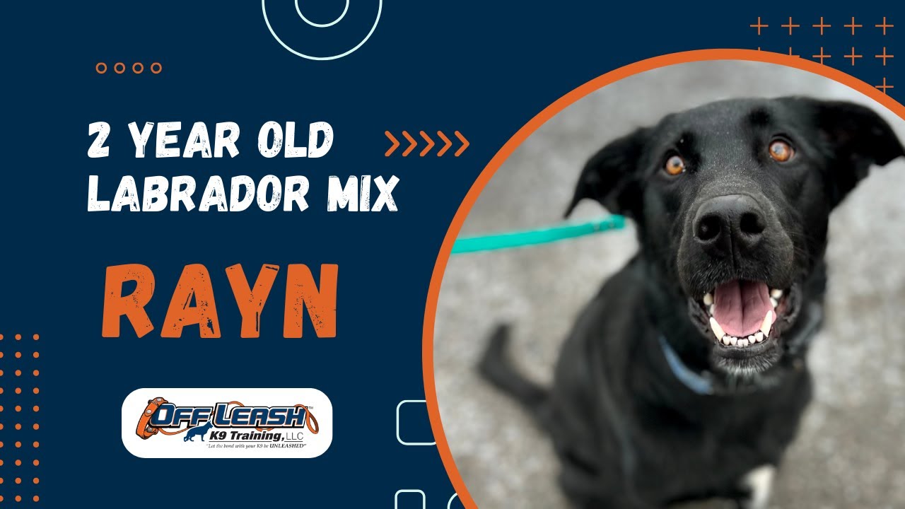 Labrador Mix, 2 y/o, "Rayn" | Best Lab Mix Obedience Training Spokane ...