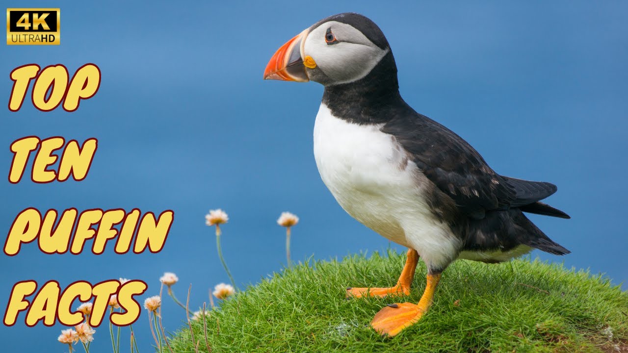 Top ten puffin facts | Puffin facts: smaller than you think - YouTube
