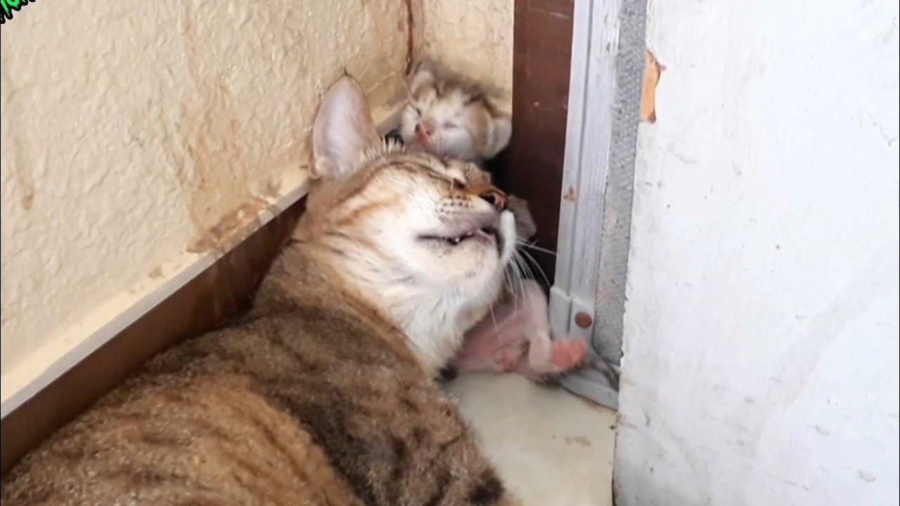 Baby cats playing with Mom cat | Cute kittens | Kitten videos | Cat tik ...